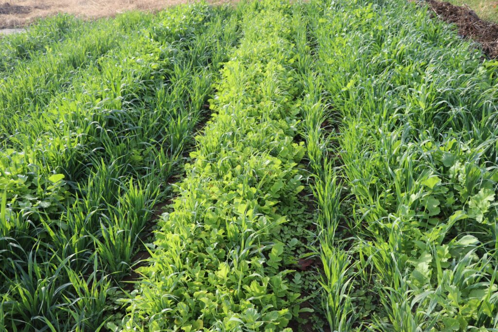 Plant Cover Crops - Indiana Small Farms Conservation
