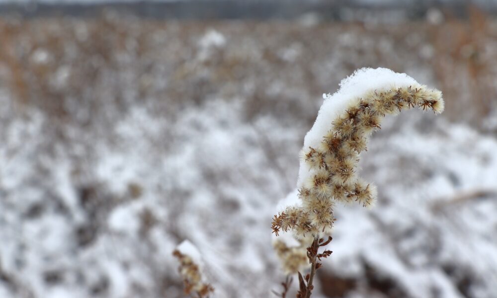 A Winter Reflection - Indiana Small Farms Conservation