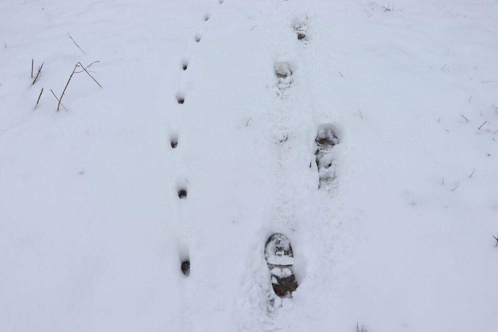 A Winter Reflection - Indiana Small Farms Conservation